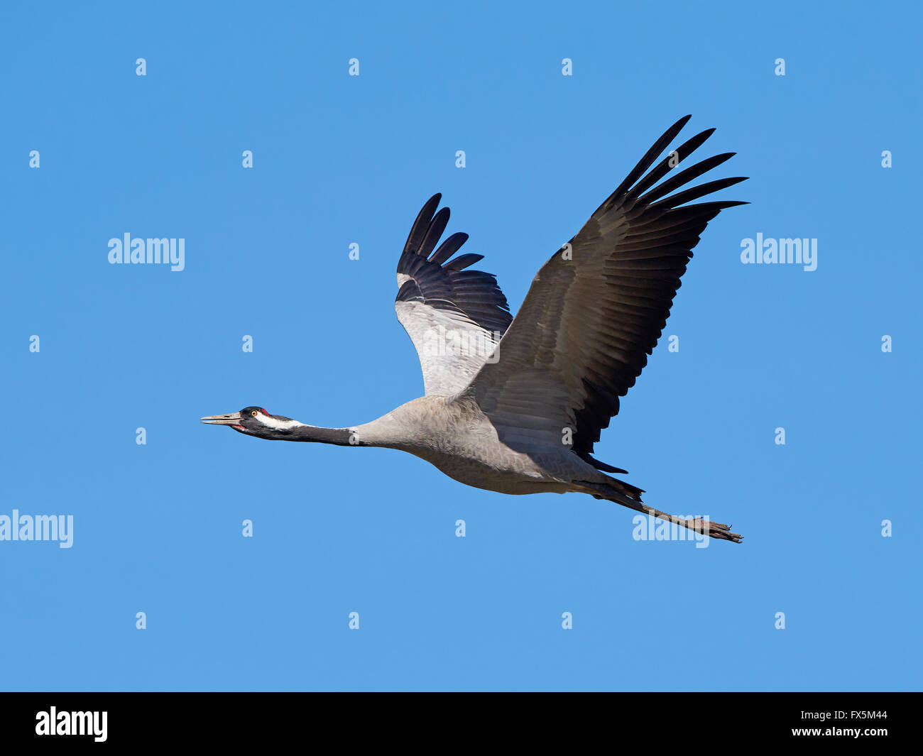 Common crane in flight with blue skies in the background Stock Photo ...