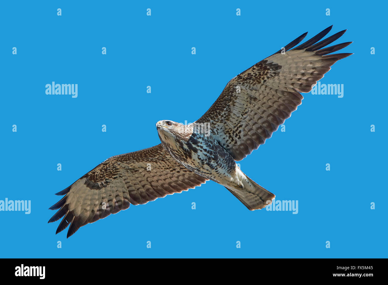 Common buzzard in flight with blue skies in the background Stock Photo ...