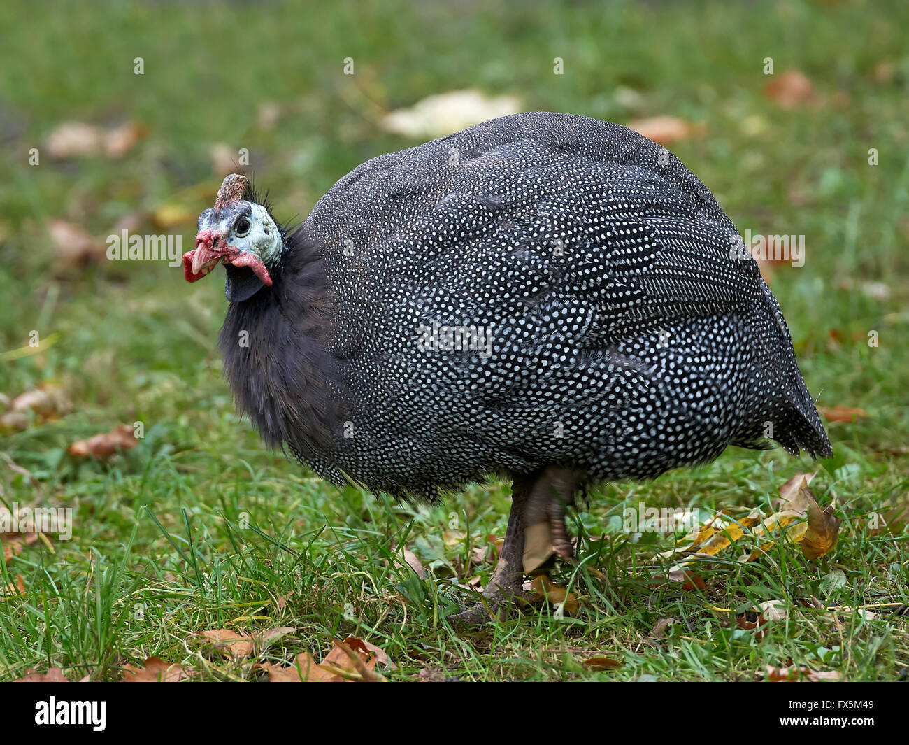 Helmeted Guineafowl looking for food in its habitat Stock Photo - Alamy