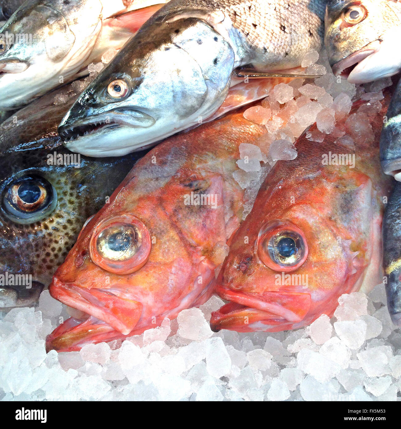 Closeup of fish on ice Stock Photo - Alamy