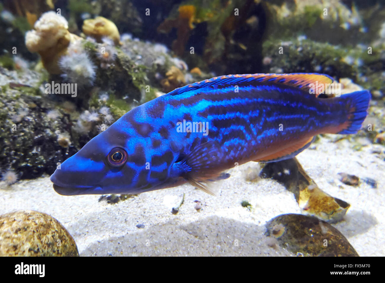 Closeup of the Cuckoo wrasse in its natural habitat Stock Photo - Alamy