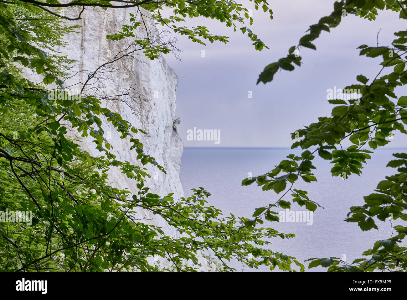 White cliffs at Moen Denmark with green leaves and gray cloudy weather ...