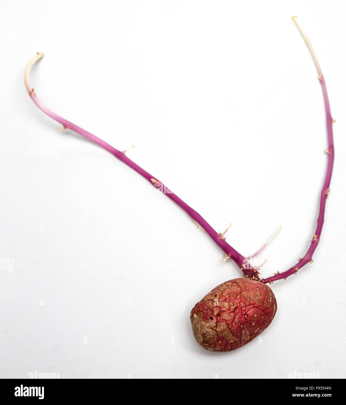 Potato roots shoots hi-res stock photography and images - Alamy