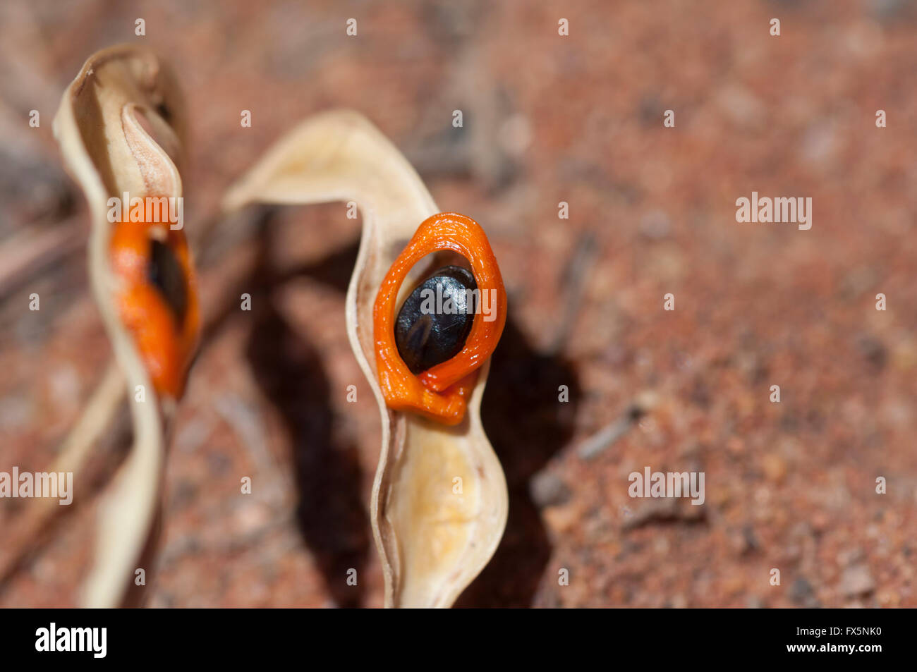 Red-eyed Wattle (Acacia cyclops), Western Australia, Australia Stock ...