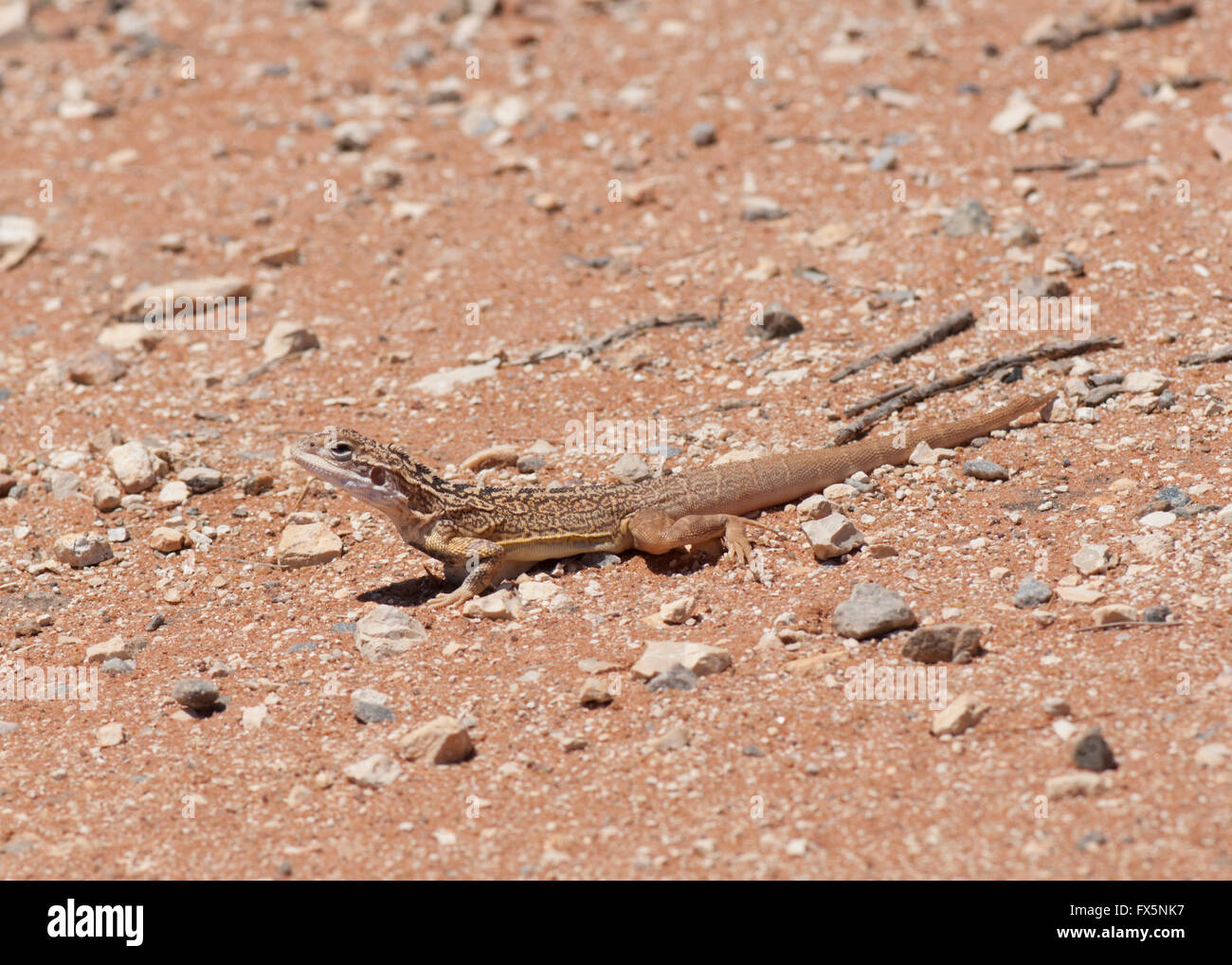 Australian Lizards High Resolution Stock Photography and Images - Alamy