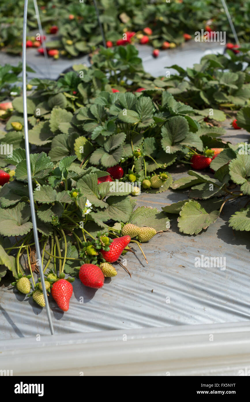 Strawberries grow on a farm in Israel Stock Photo - Alamy