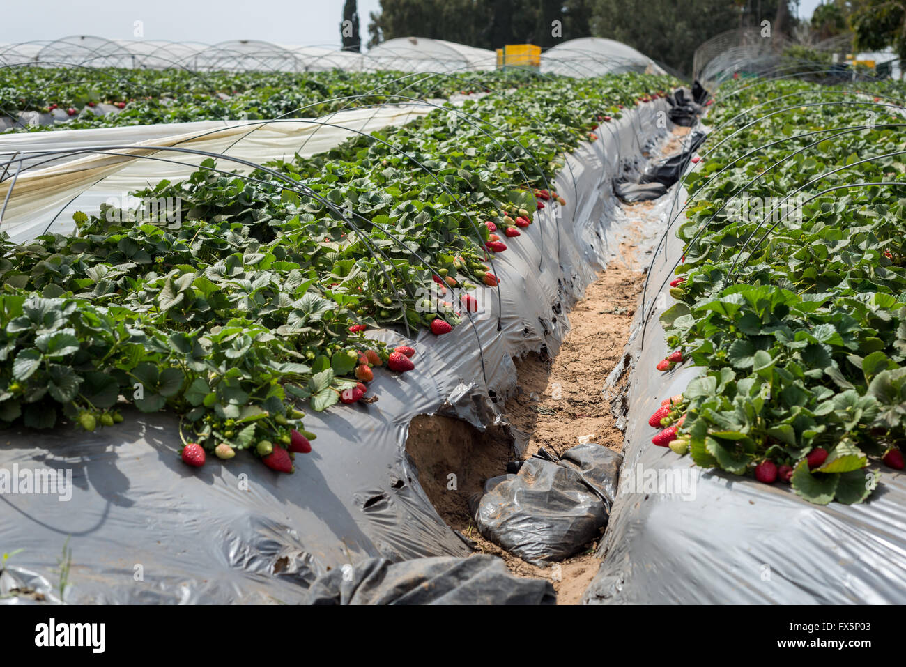 Strawberries grow on a farm in Israel Stock Photo - Alamy