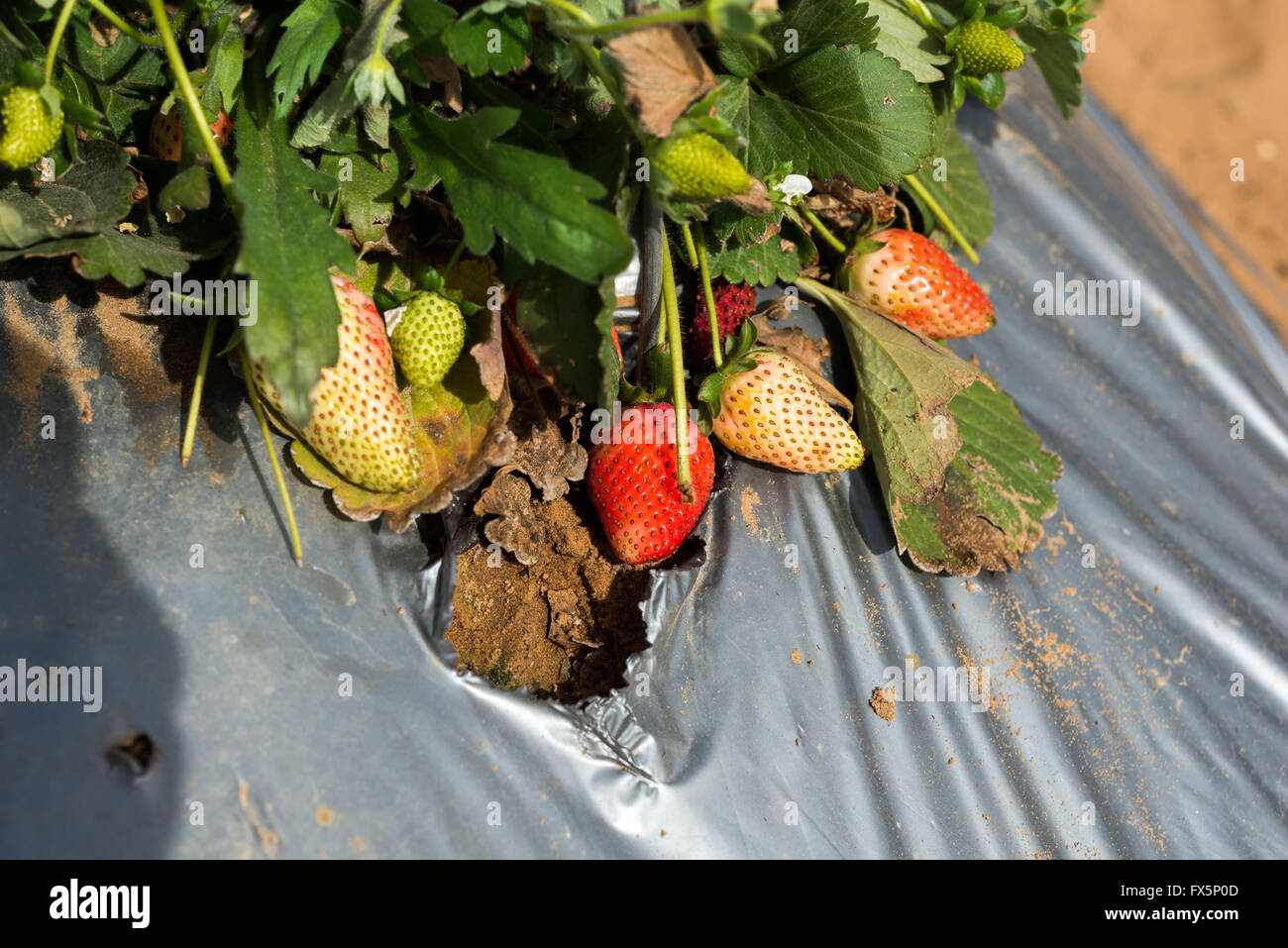 Strawberries grow on a farm in Israel Stock Photo - Alamy