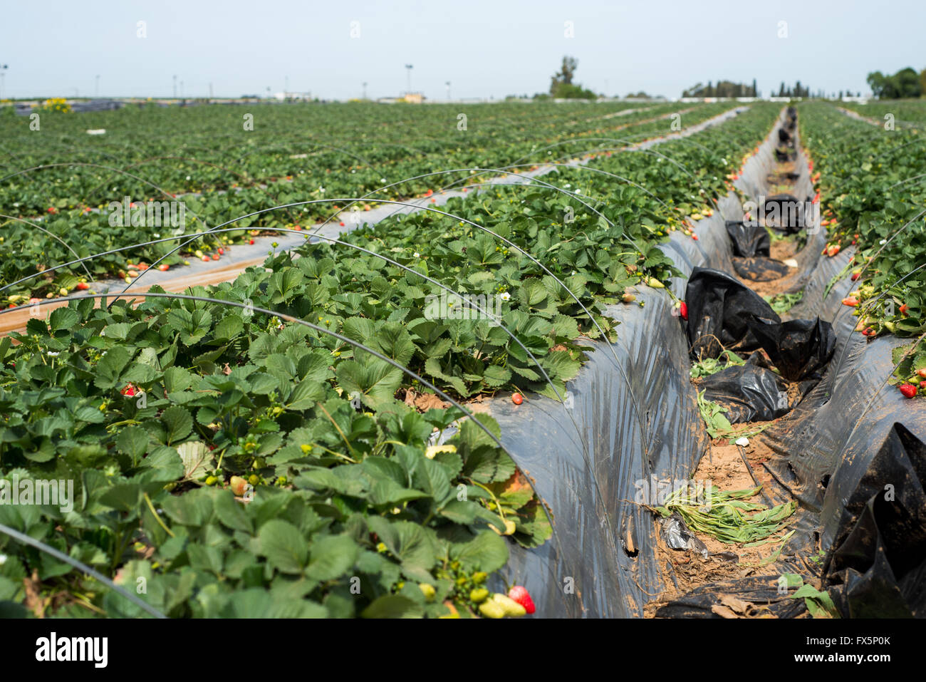 Tzoran hi-res stock photography and images - Alamy