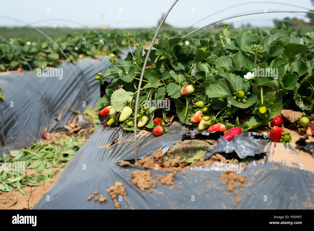 Strawberries grow on a farm in Israel Stock Photo - Alamy