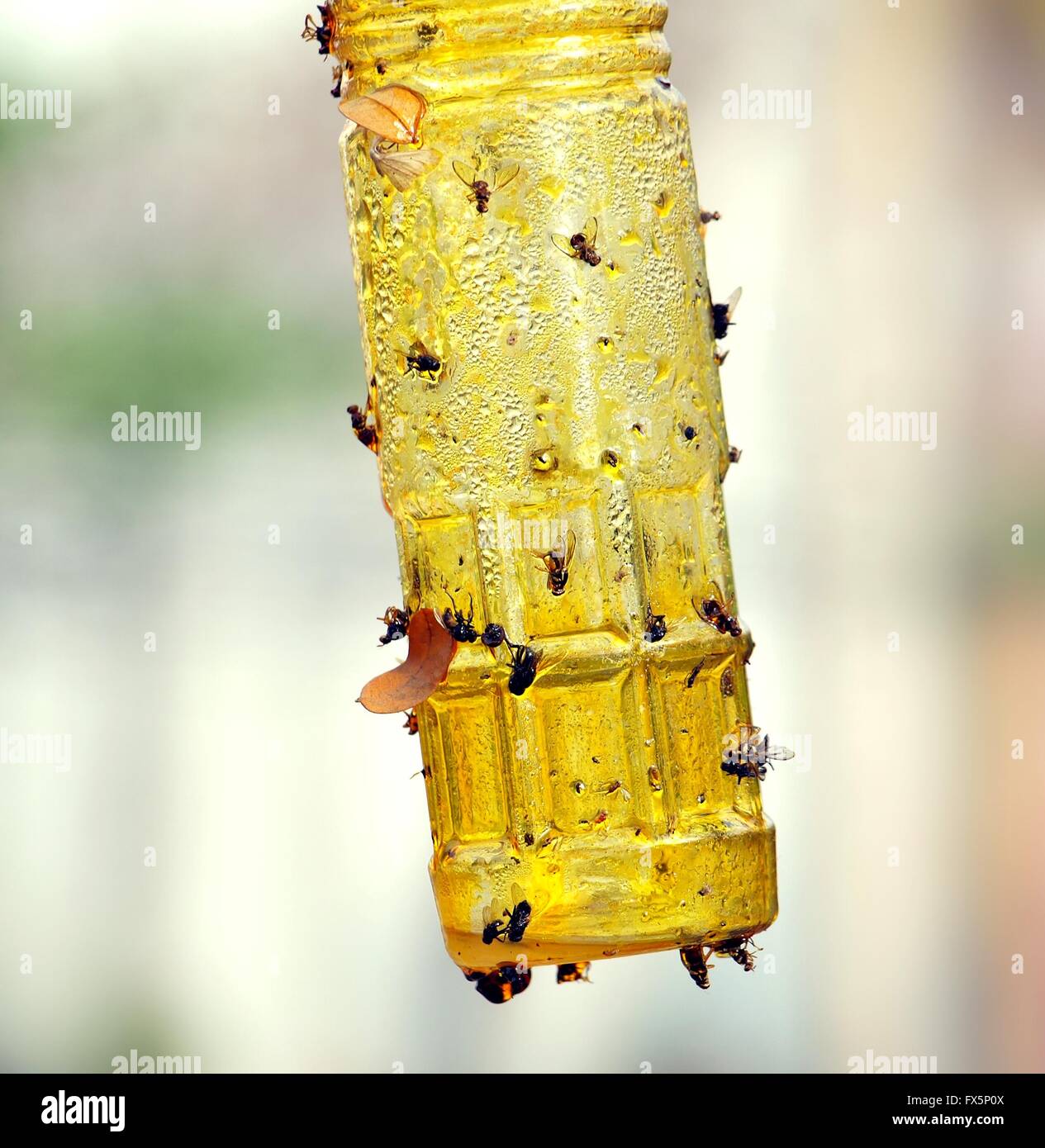 A bottle is covered with honey to be used as a fly trap Stock Photo - Alamy