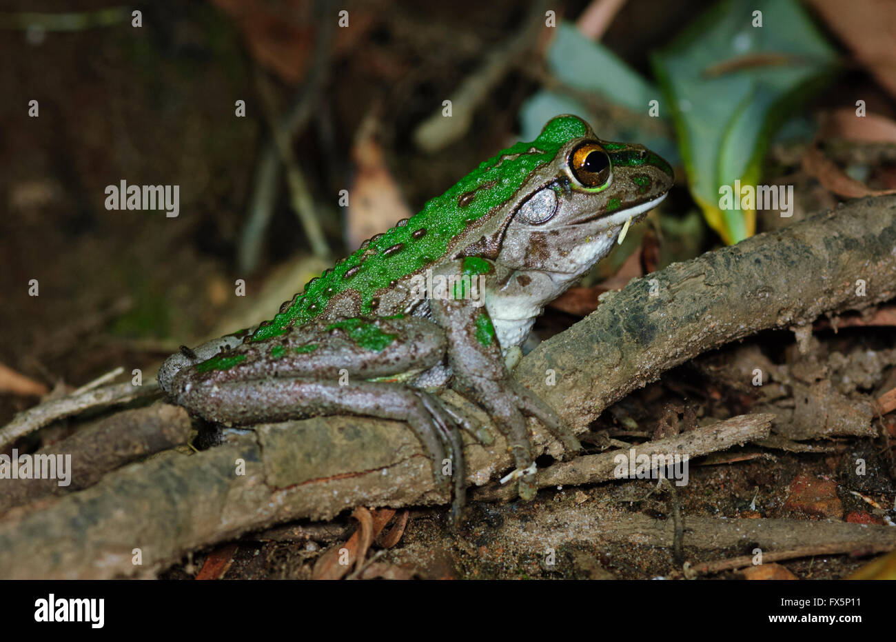 Motorbike frog litoria moorei hi-res stock photography and images - Alamy