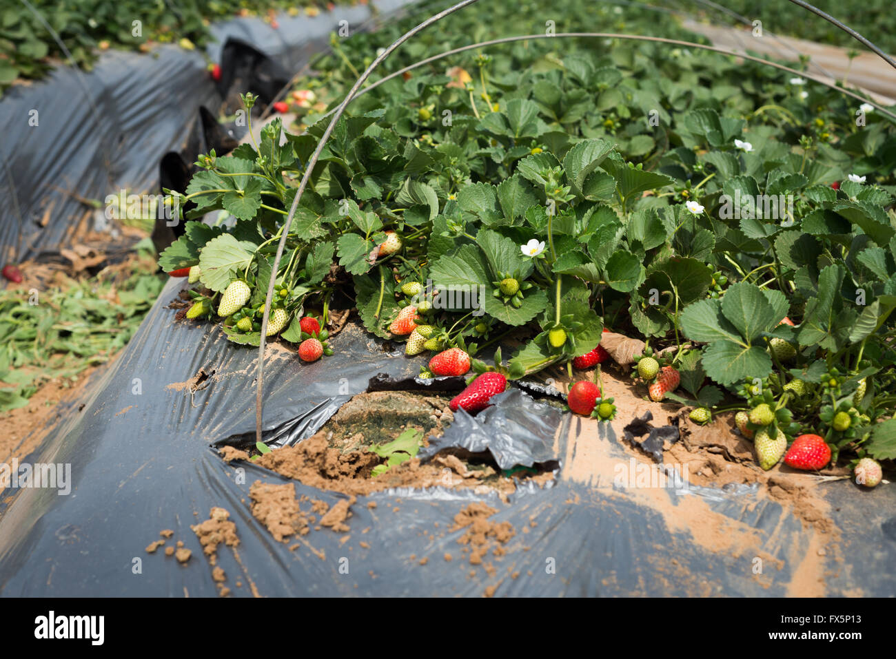 Strawberries grow on a farm in Israel Stock Photo - Alamy