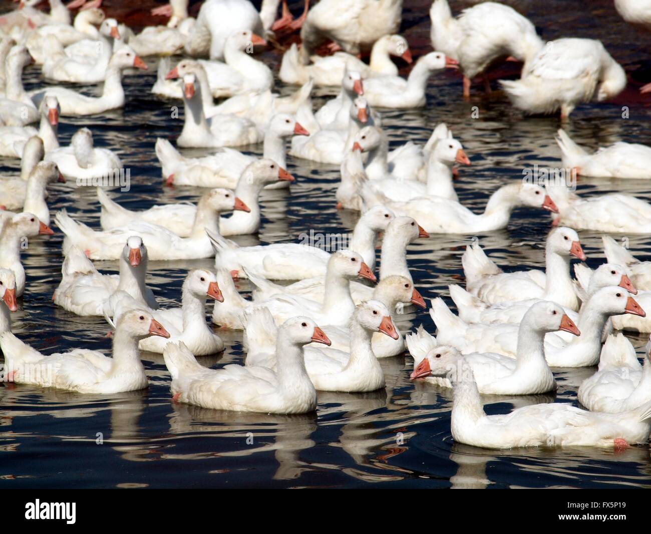 A free range duck farm with a large group of birds Stock Photo - Alamy