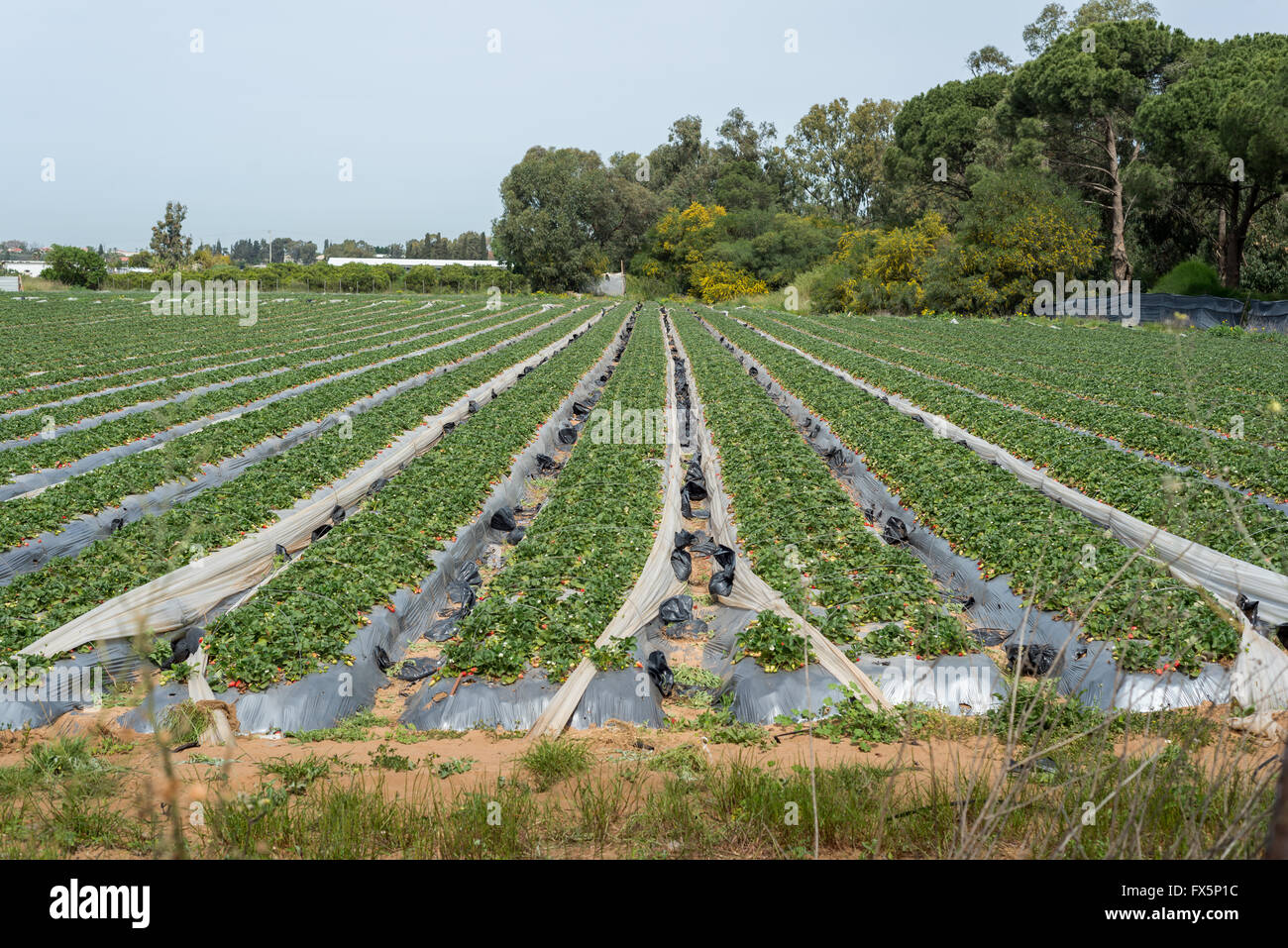 Strawberries grow on a farm in Israel Stock Photo - Alamy