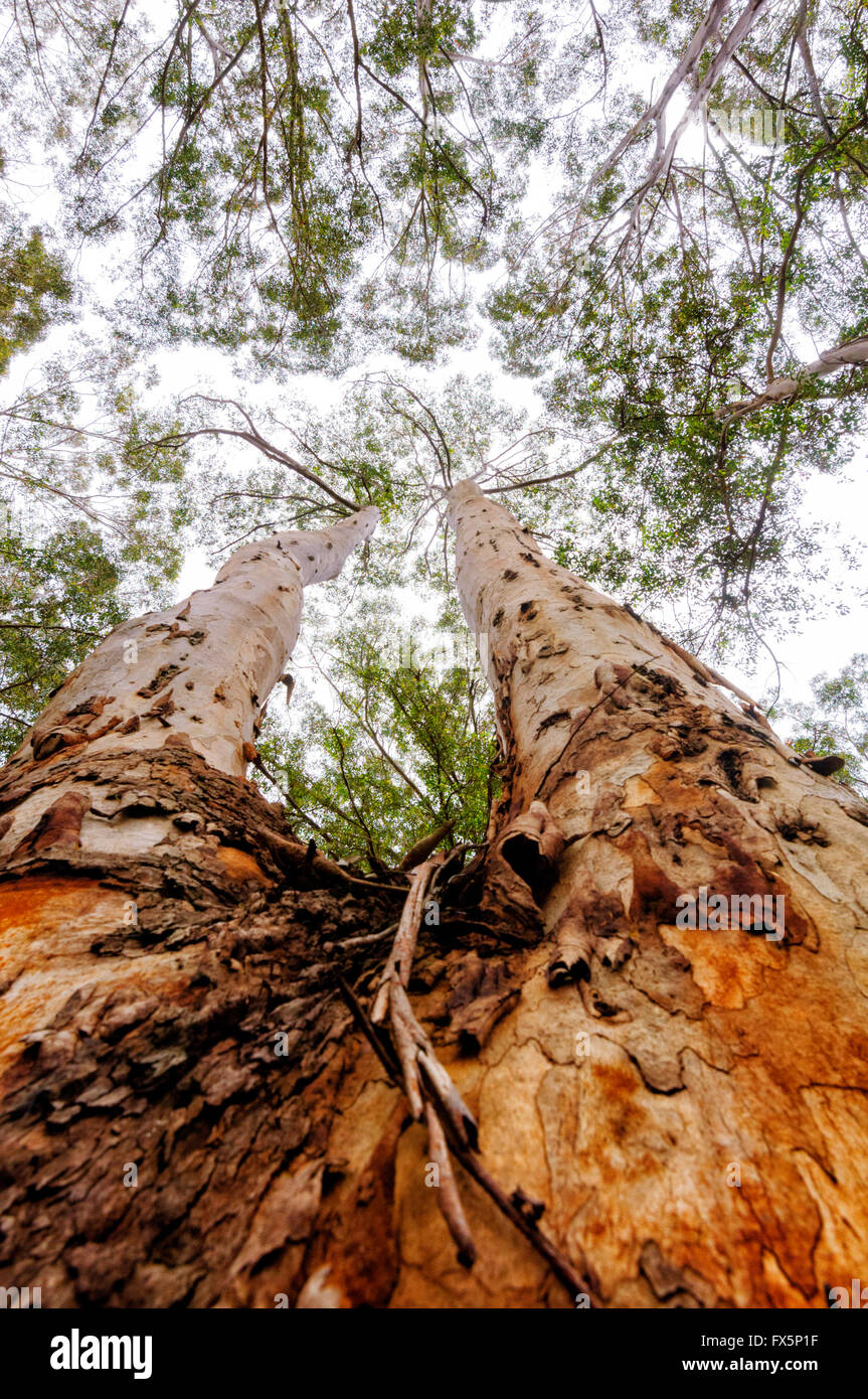 Eucalyptus, Western Australia, WA, Australia Stock Photo - Alamy
