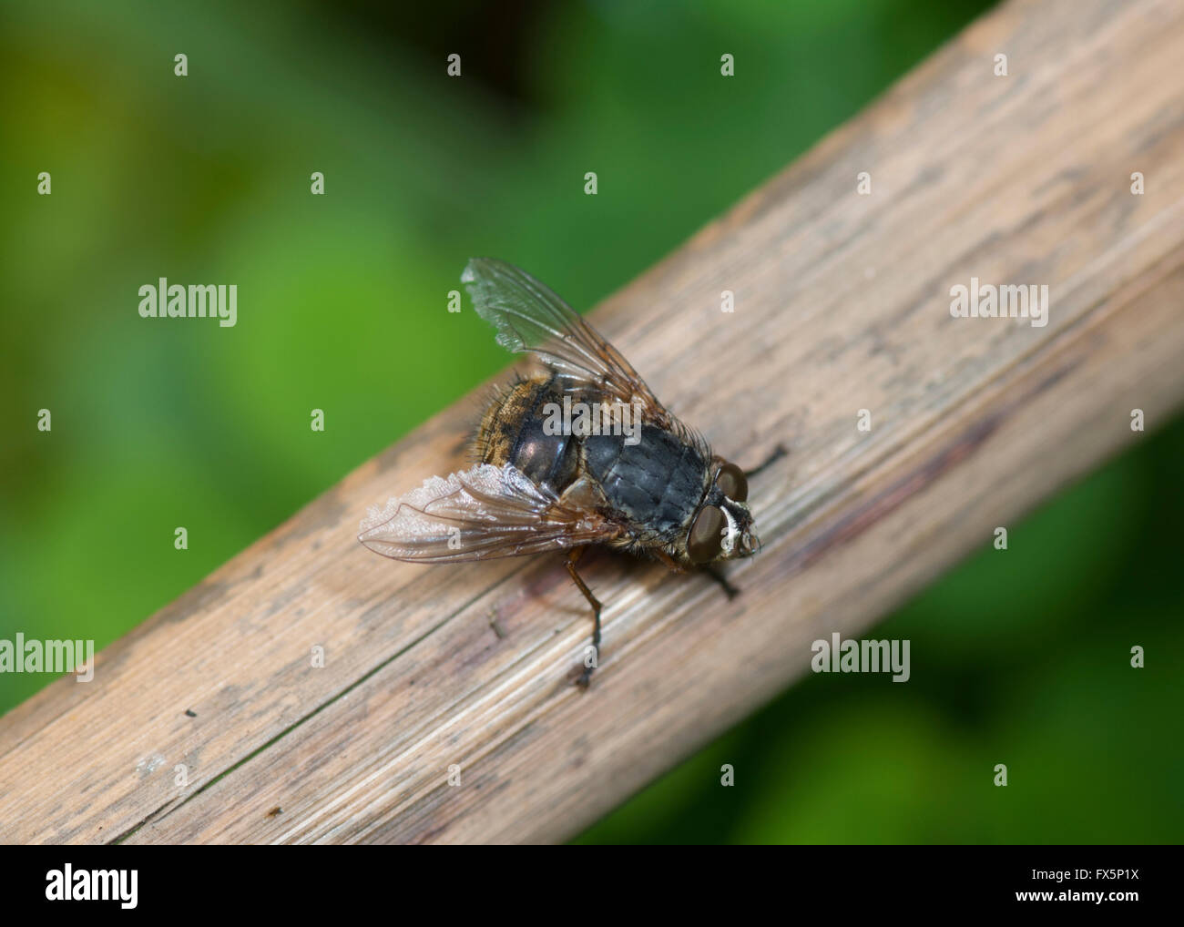 Fly, Western Australia, Australia Stock Photo - Alamy