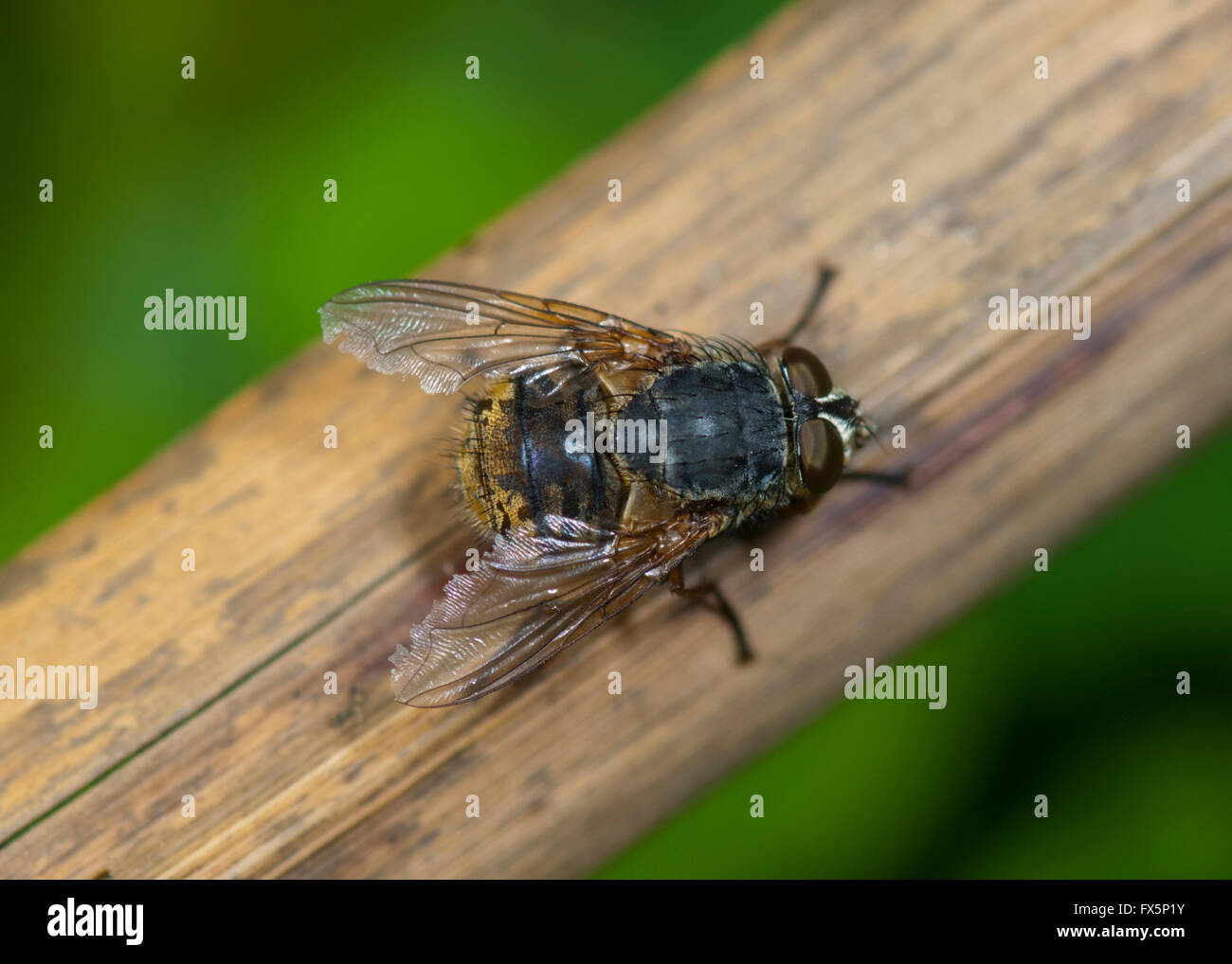 Australian fly hi-res stock photography and images - Alamy