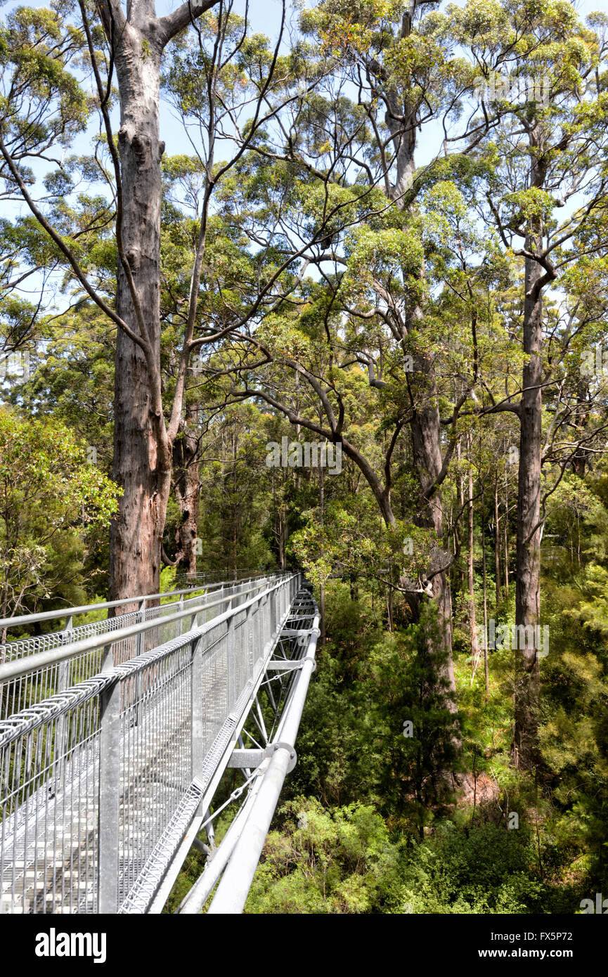 Karri Trees Australia Western Australia Stock Photos & Karri Trees ...