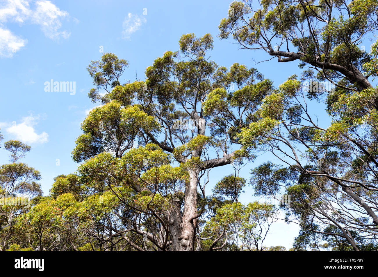 Red Tingle Tree (Eucalyptus jacksonii), Valley of the Giants, Walpole ...