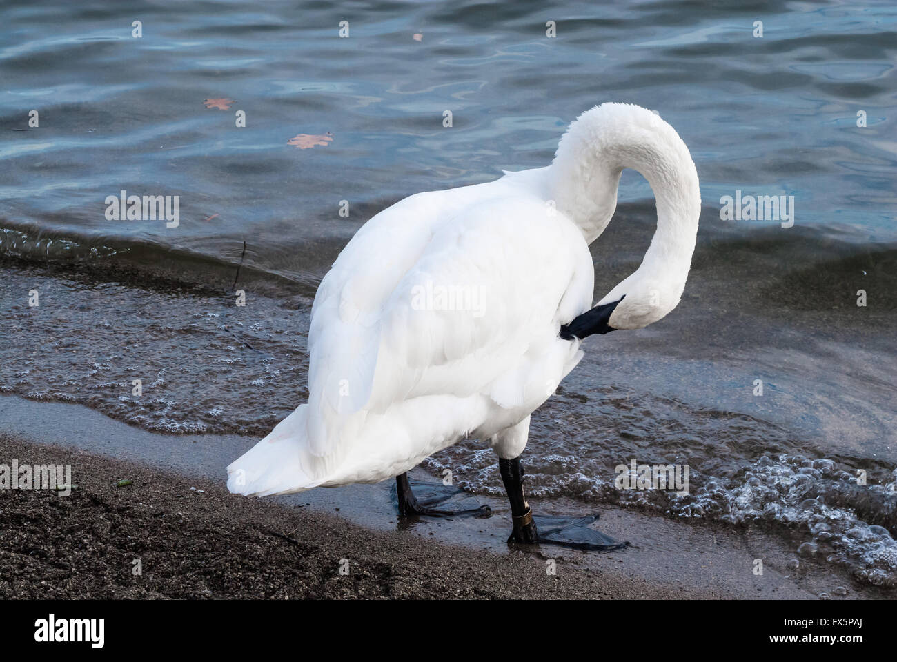 Single trumpeter swan preening and grooming itself by water on beach ...