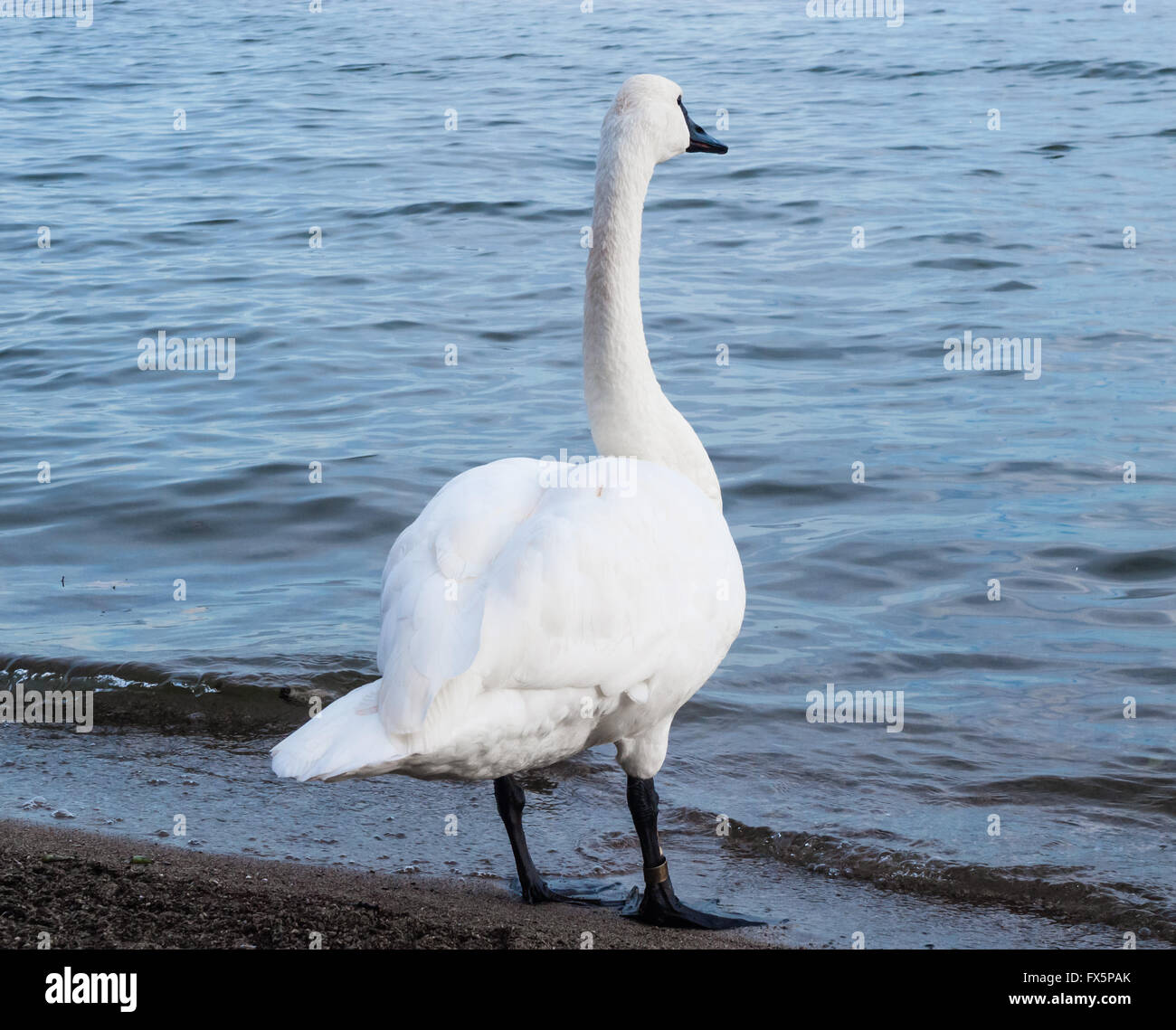 Single trumpeter swan at beach looking out into distance over water ...