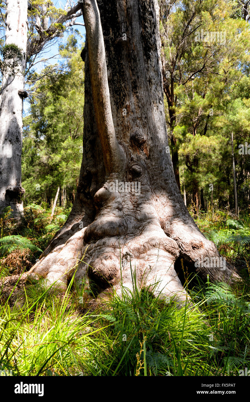 Red Tingle Tree (Eucalyptus jacksonii), Valley of the Giants, Walpole ...