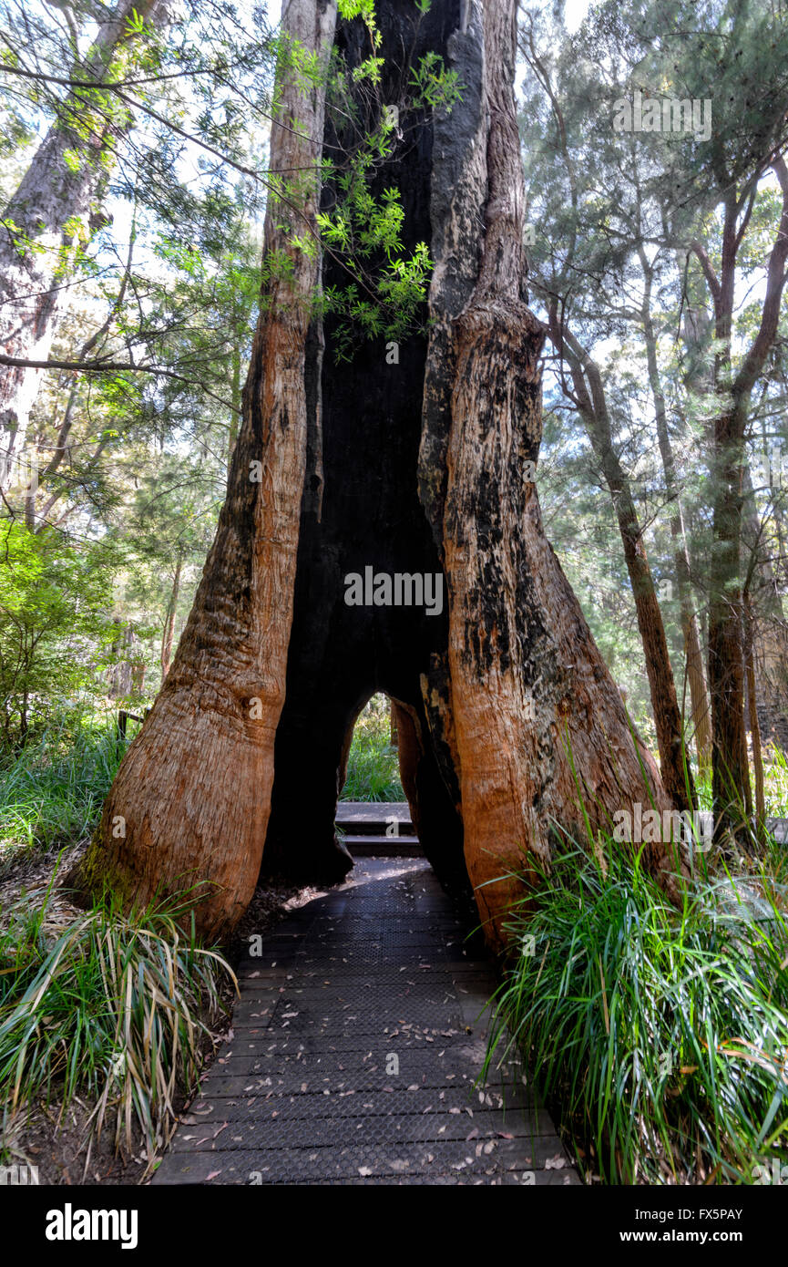 Red Tingle Tree (Eucalyptus jacksonii), Valley of the Giants, Walpole ...