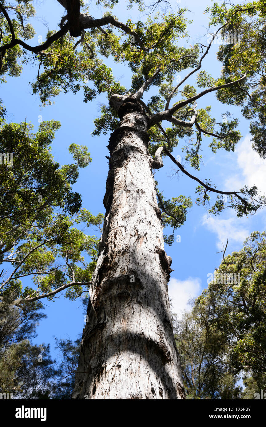 Red Tingle Tree (Eucalyptus jacksonii), Valley of the Giants, Walpole ...
