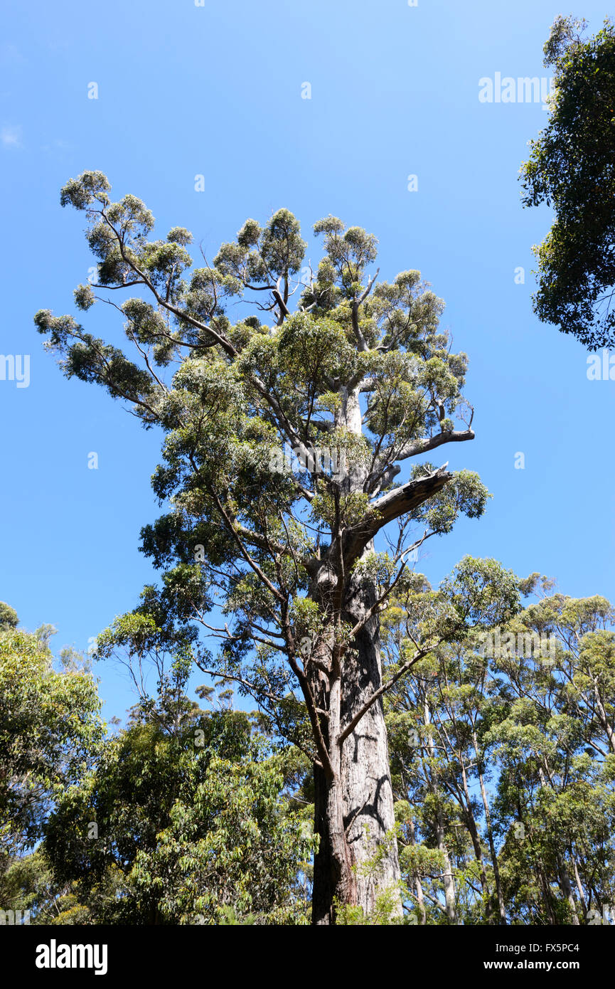 Red Tingle Tree (Eucalyptus jacksonii), Valley of the Giants, Walpole ...