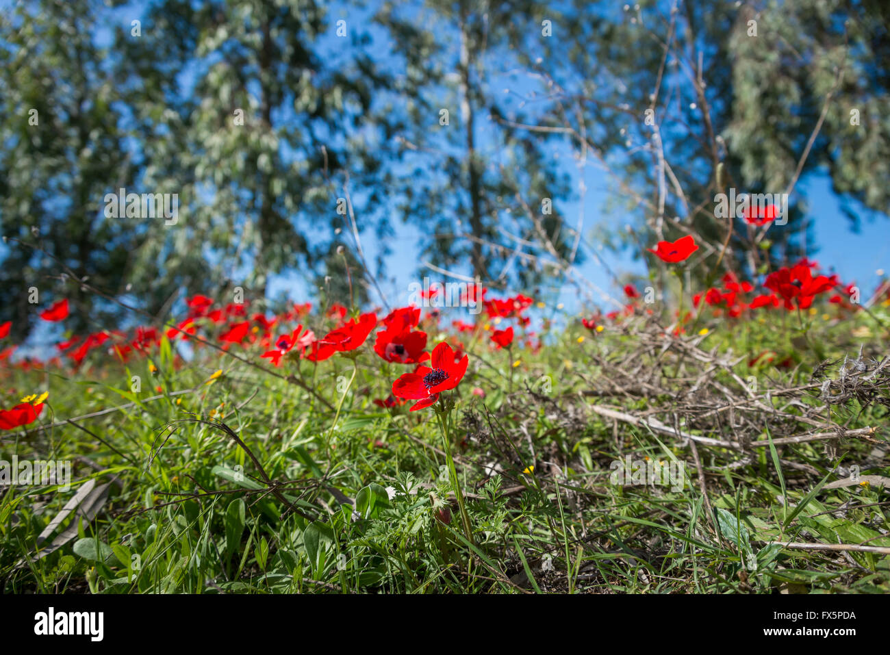 Darom adom festival hi-res stock photography and images - Alamy