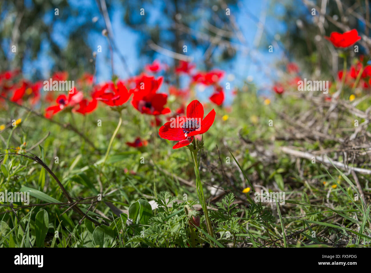 Darom adom festival hi-res stock photography and images - Alamy