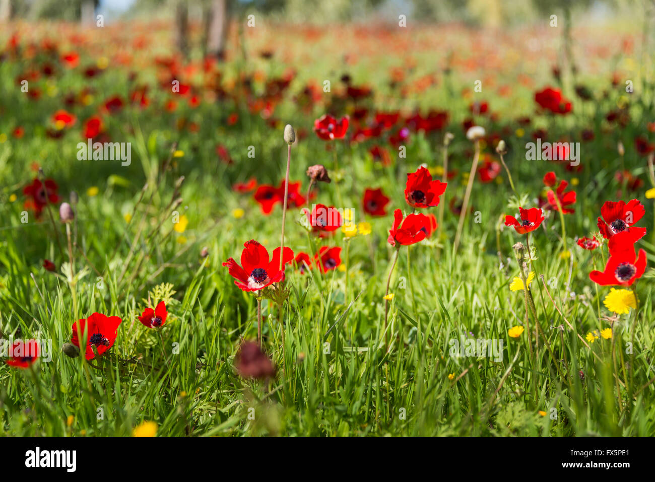 Darom Adom festival, Shokeda Forest 2016 Stock Photo - Alamy