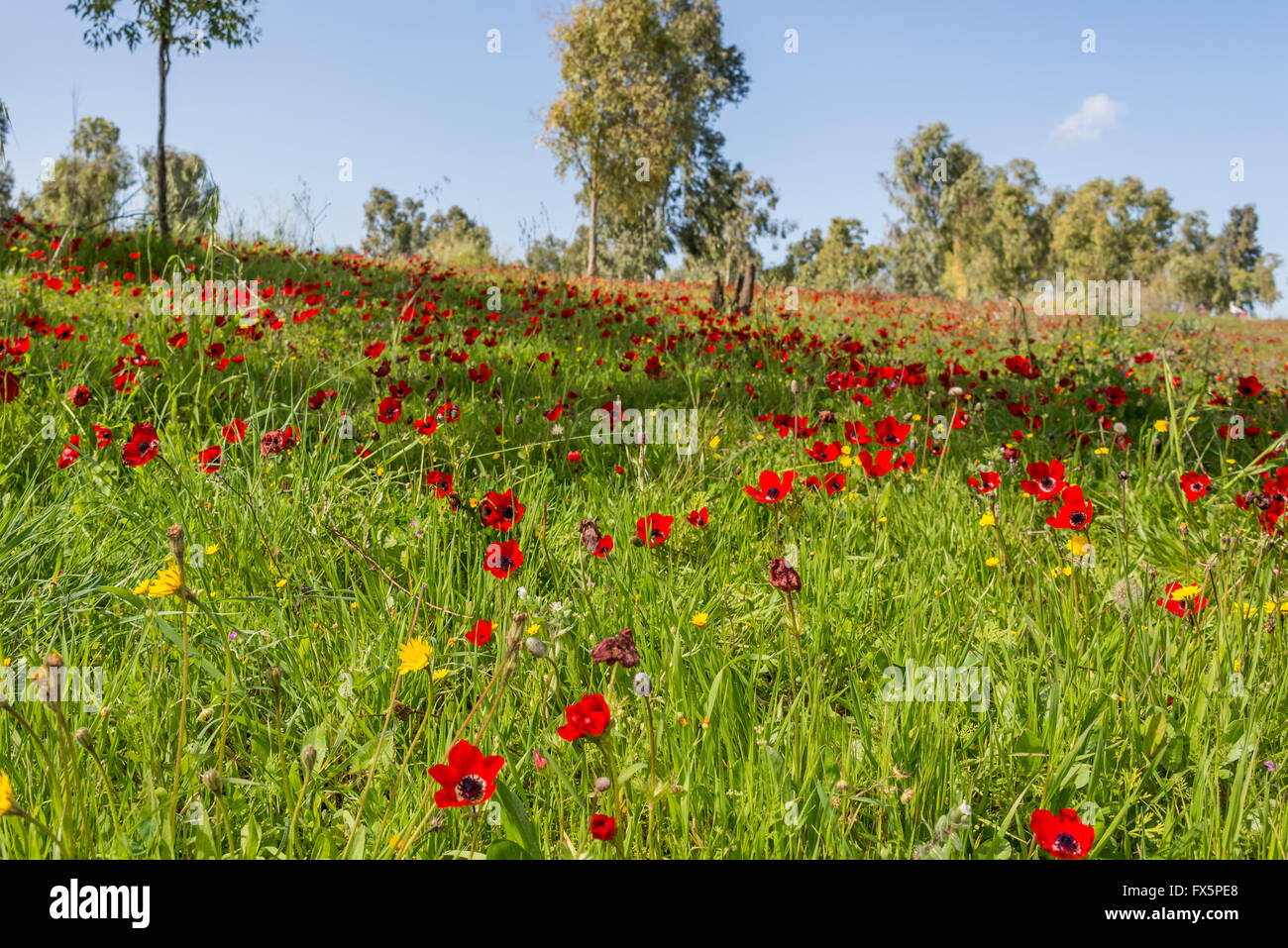 Darom adom hi-res stock photography and images - Alamy