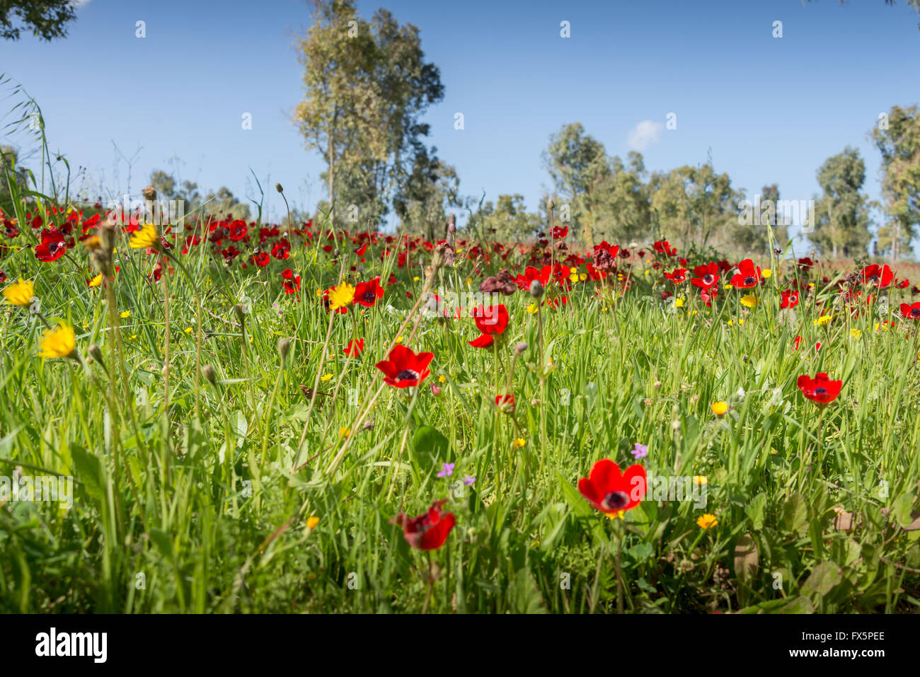 Darom adom festival hi-res stock photography and images - Alamy