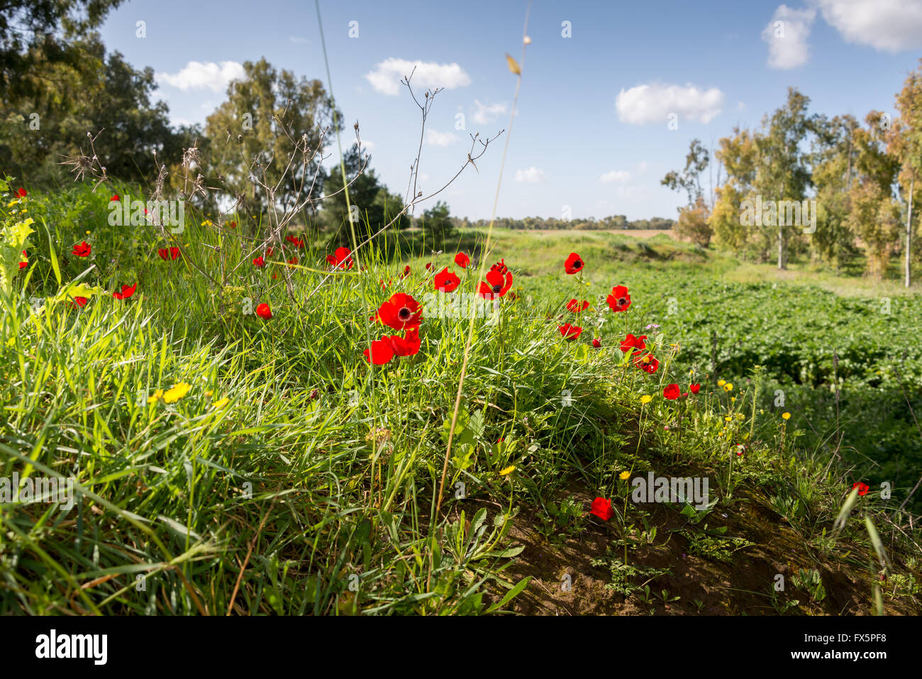 Darom adom hi-res stock photography and images - Alamy