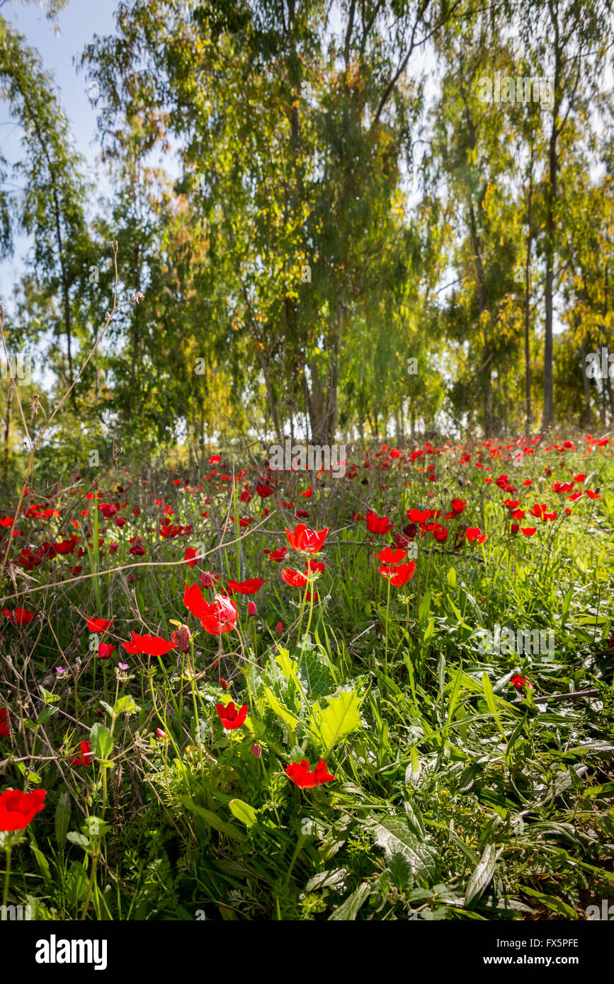 Darom adom festival hi-res stock photography and images - Alamy