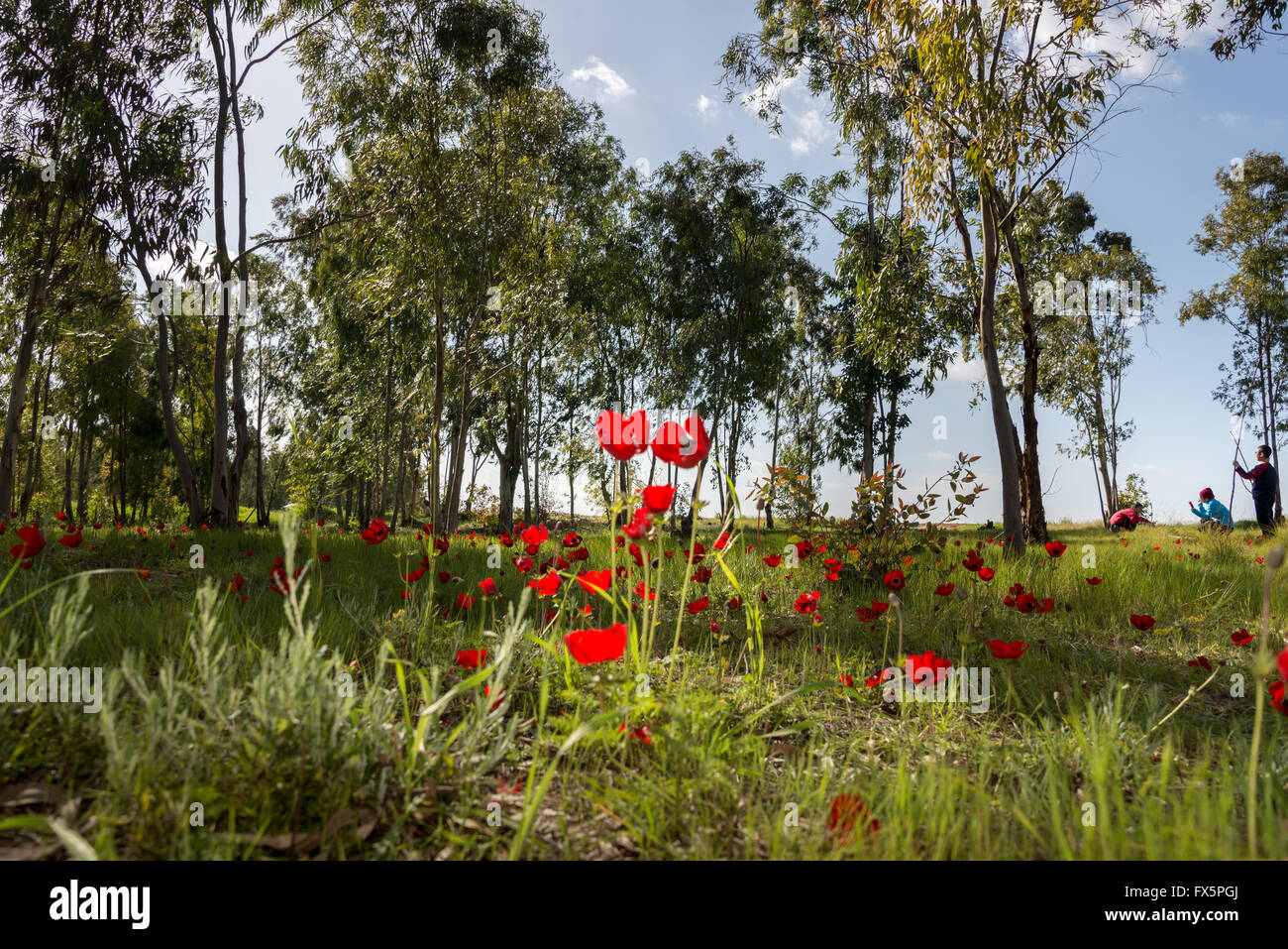 Darom Adom festival, Shokeda Forest 2016 Stock Photo - Alamy