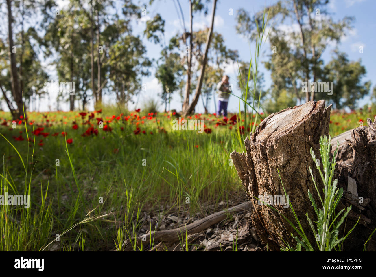 Darom adom festival hi-res stock photography and images - Alamy