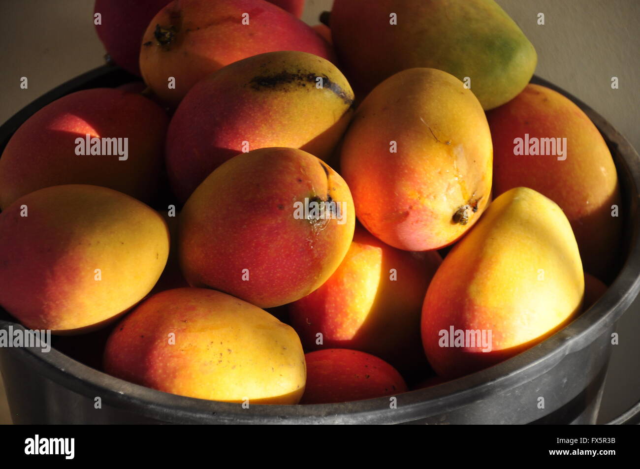 A BUCKET FULL OF MANGOS Stock Photo - Alamy