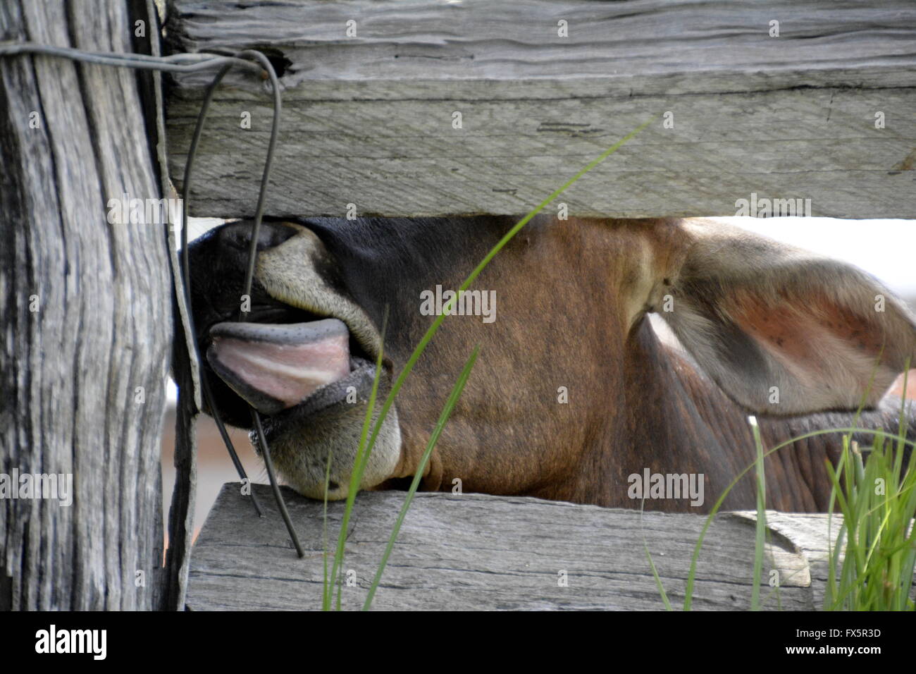 Big hungry cow hi-res stock photography and images - Alamy