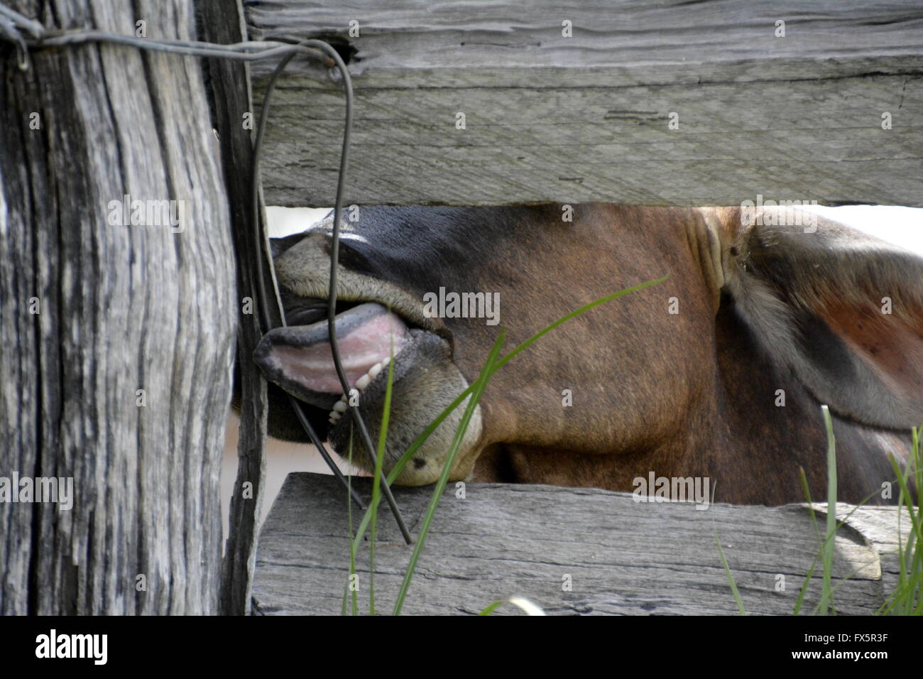 Big hungry cow hi-res stock photography and images - Alamy