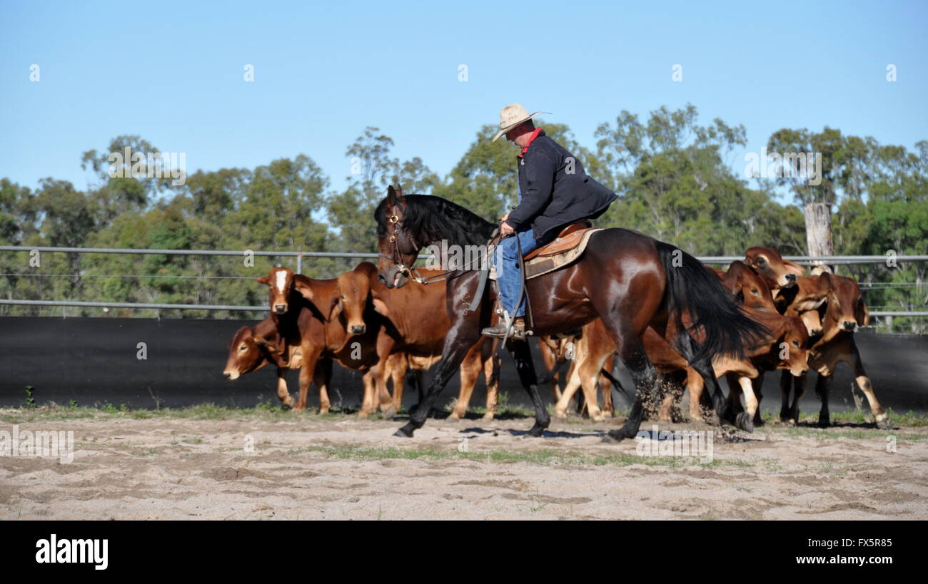 Australian Rodeo High Resolution Stock Photography and Images - Alamy