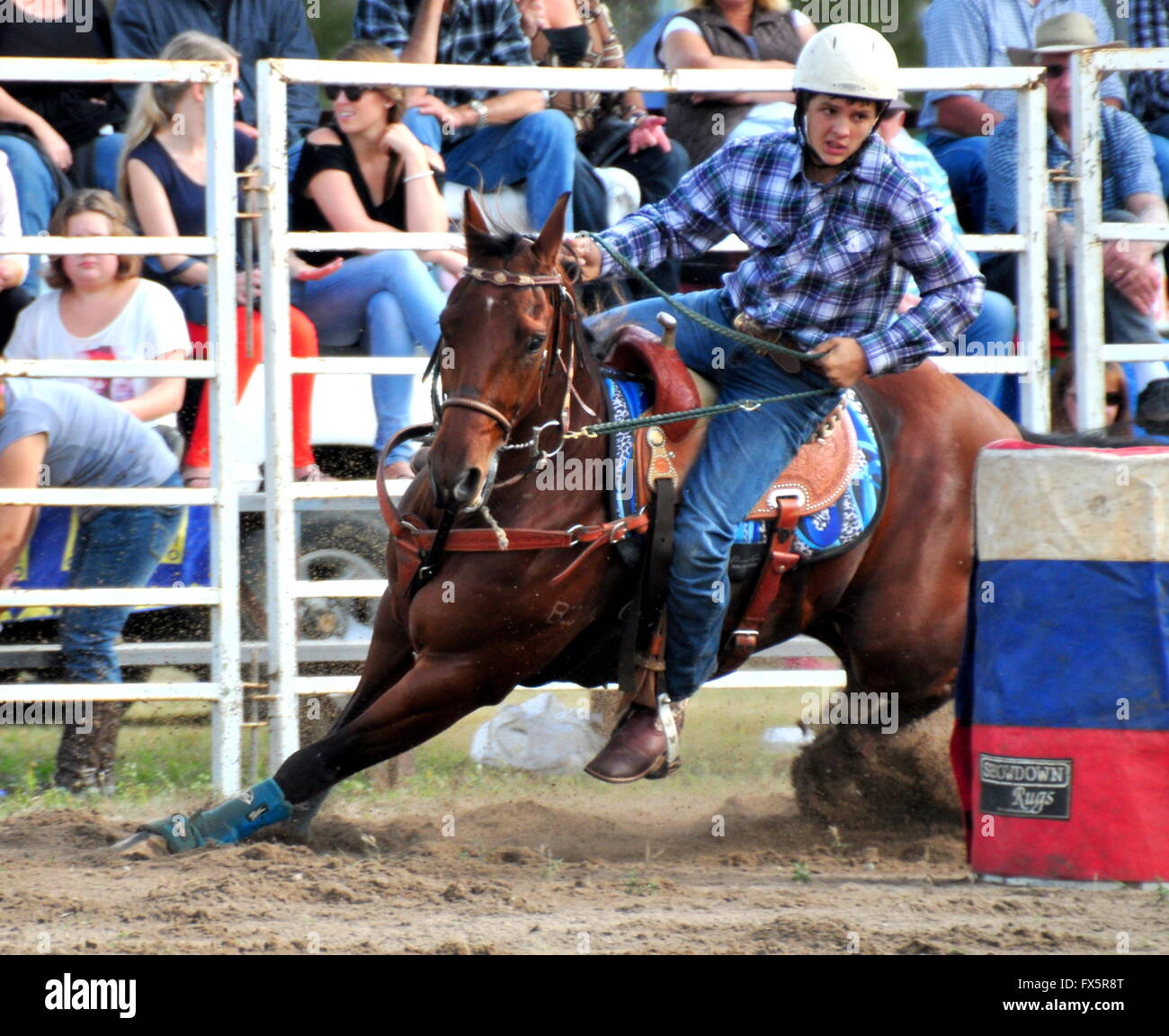 Horses chest and legs hi-res stock photography and images - Alamy