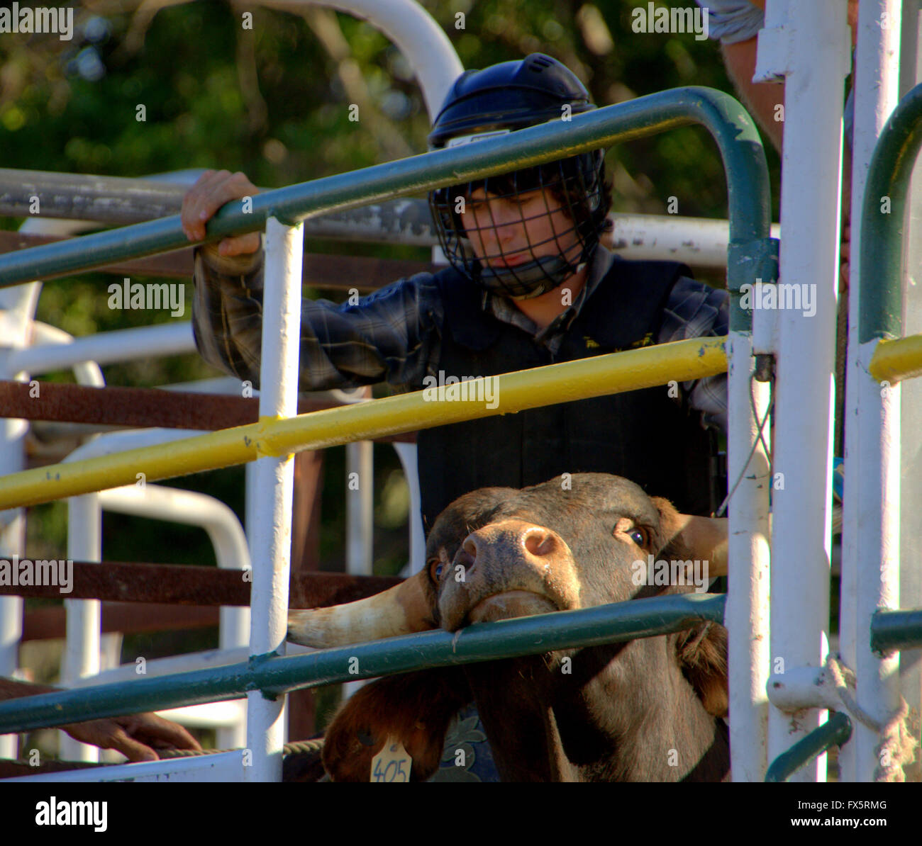 BULL RIDER IN SHUTE Stock Photo - Alamy