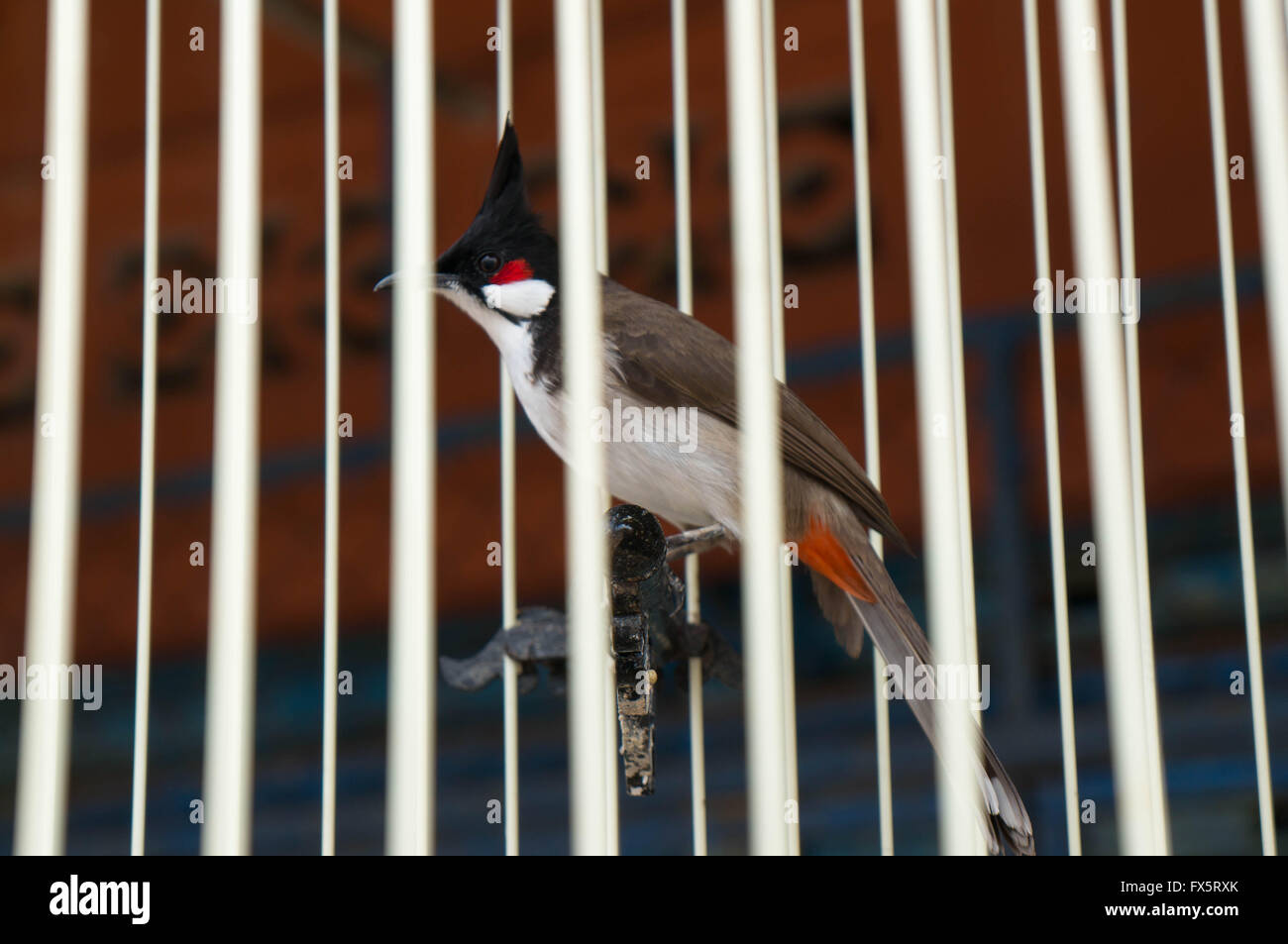 Good luck bird in cage hi-res stock photography and images - Alamy