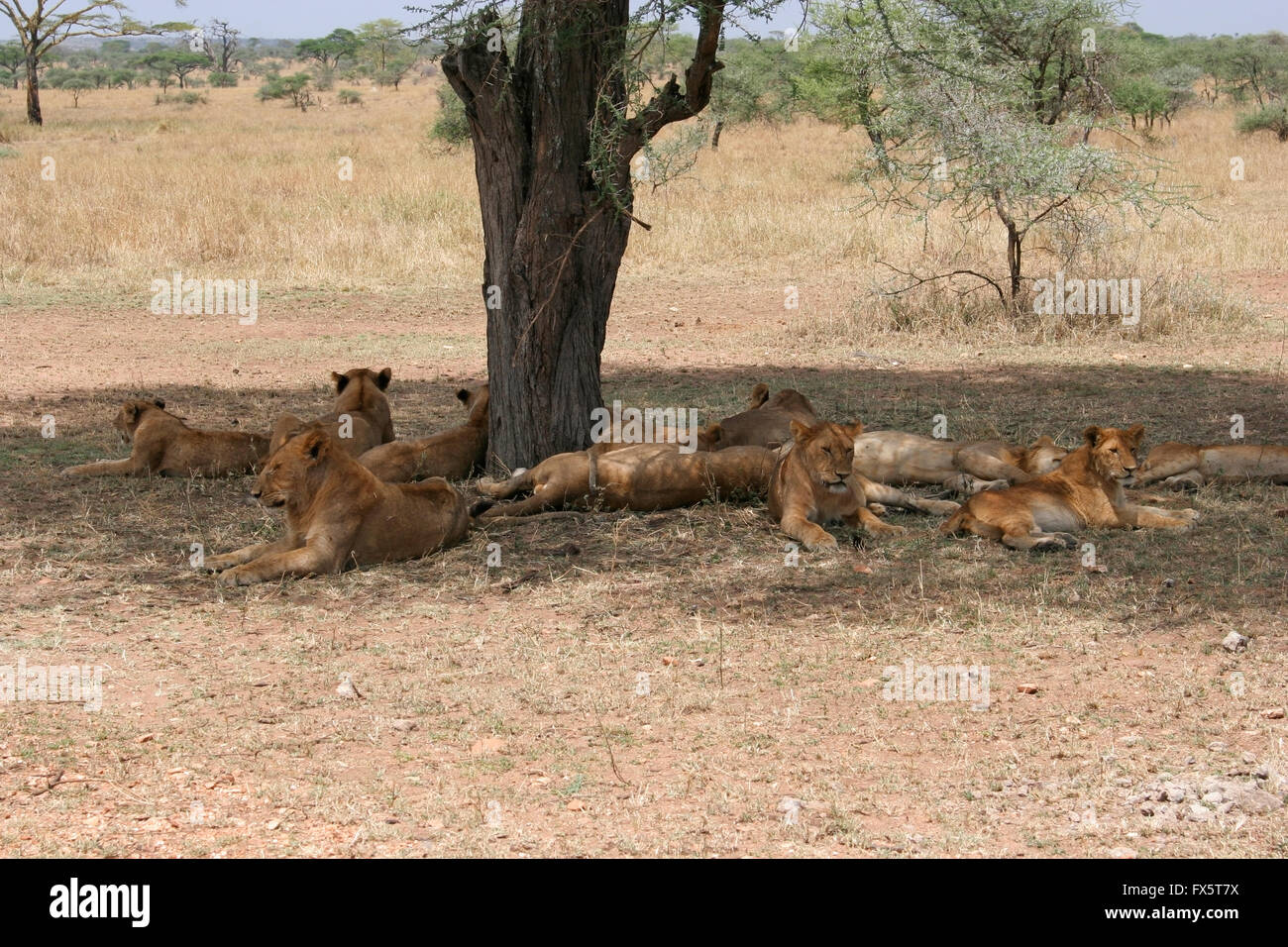 Lions under the tree hi-res stock photography and images - Alamy