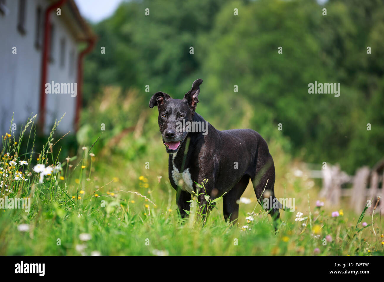Old time breed of dog hi-res stock photography and images - Alamy