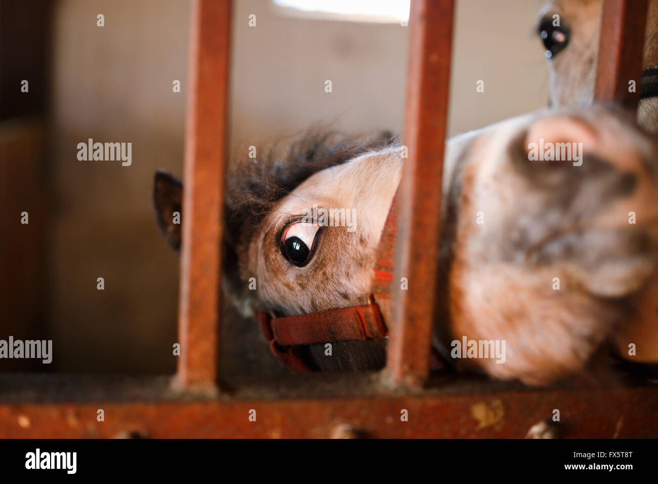 Mammal cage hi-res stock photography and images - Alamy