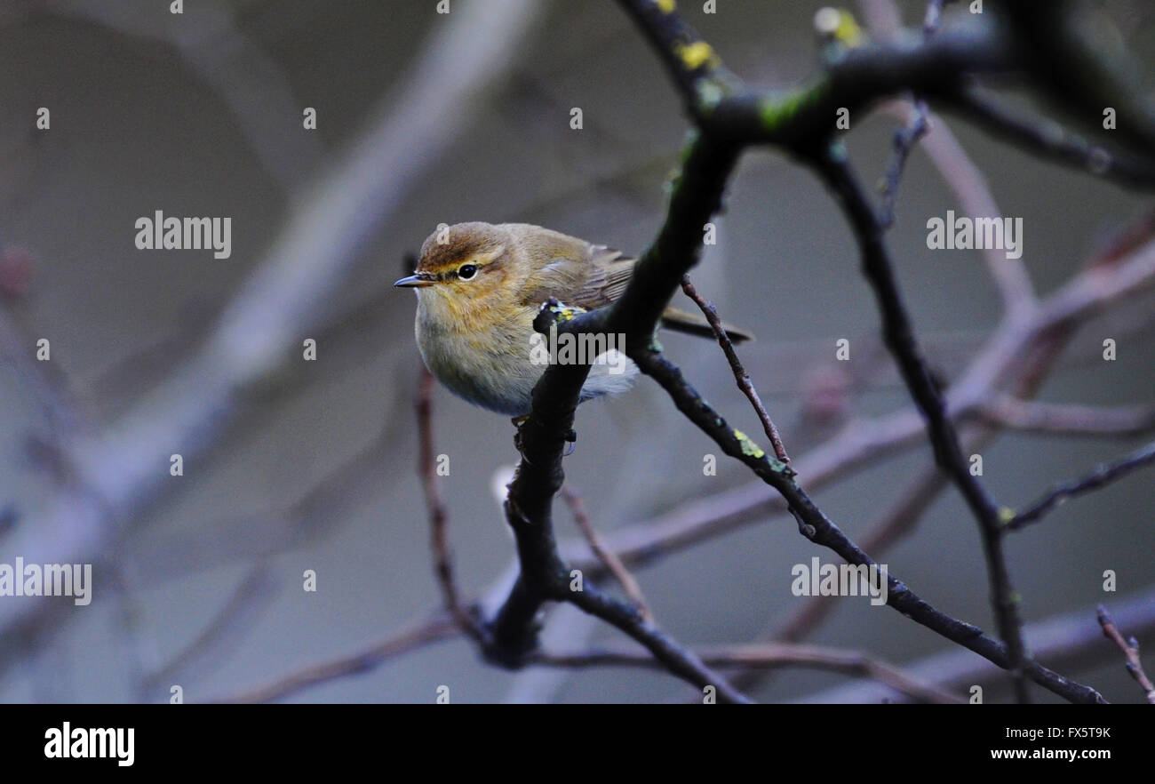Chiffchaff Phylloscopus collybita sitting on branch UK Stock Photo - Alamy
